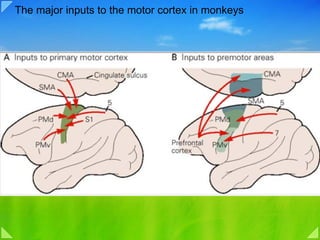 05b motor system upper motor neuron | PPT