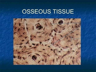 Bone Osseous Connective Tissue