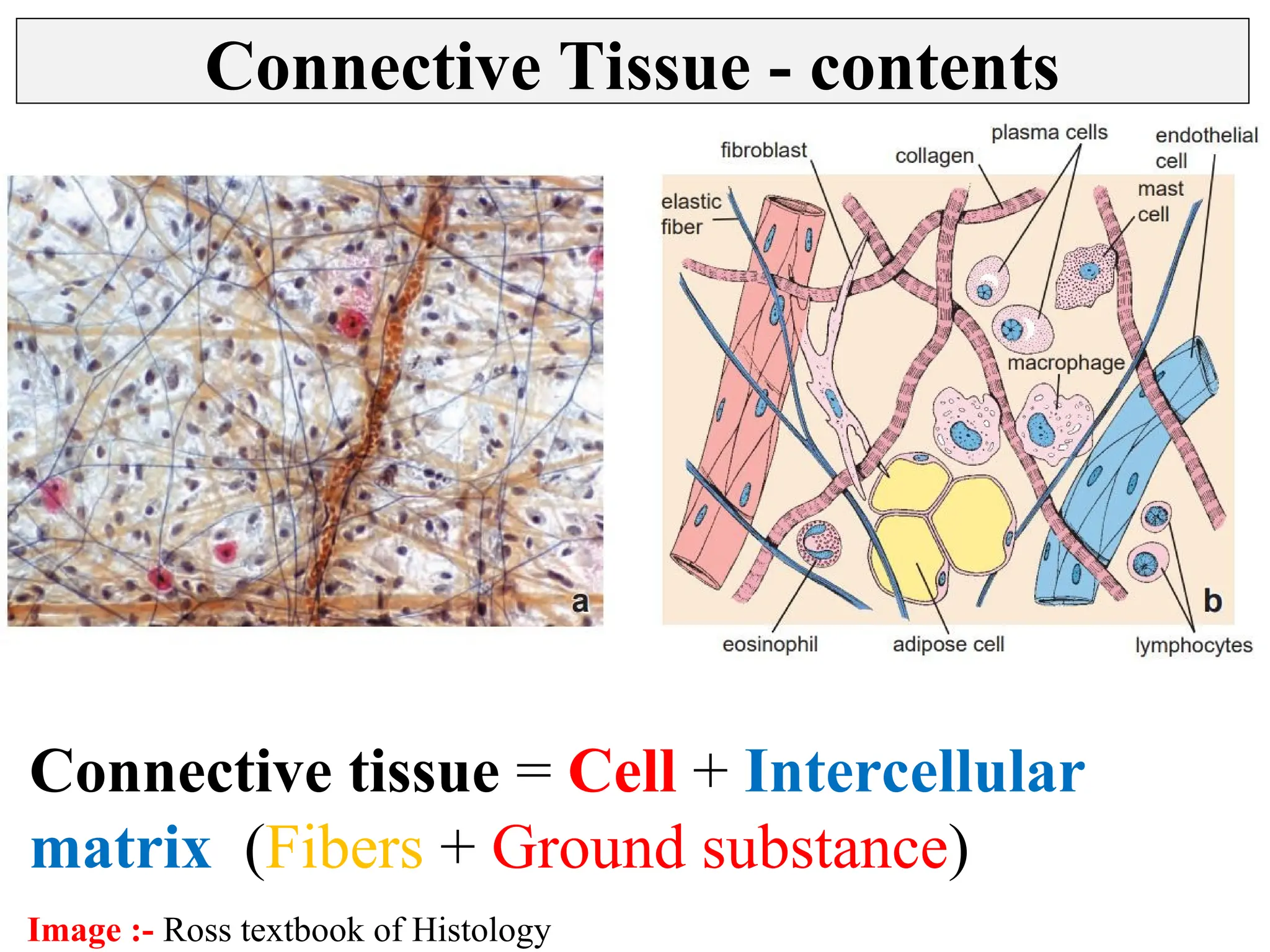 Bone Tissue - Histology, Cells, Fibers, Structure, Location | PPT