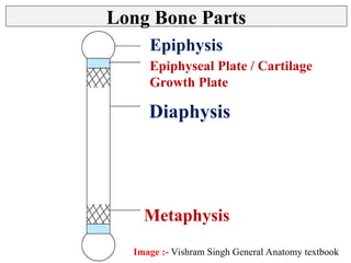 Bone Tissue - Histology, Cells, Fibers, Structure, Location | PPT