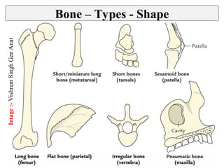 Bone Tissue - Histology, Cells, Fibers, Structure, Location | PPT