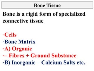 Bone Tissue - Histology, Cells, Fibers, Structure, Location | PPT