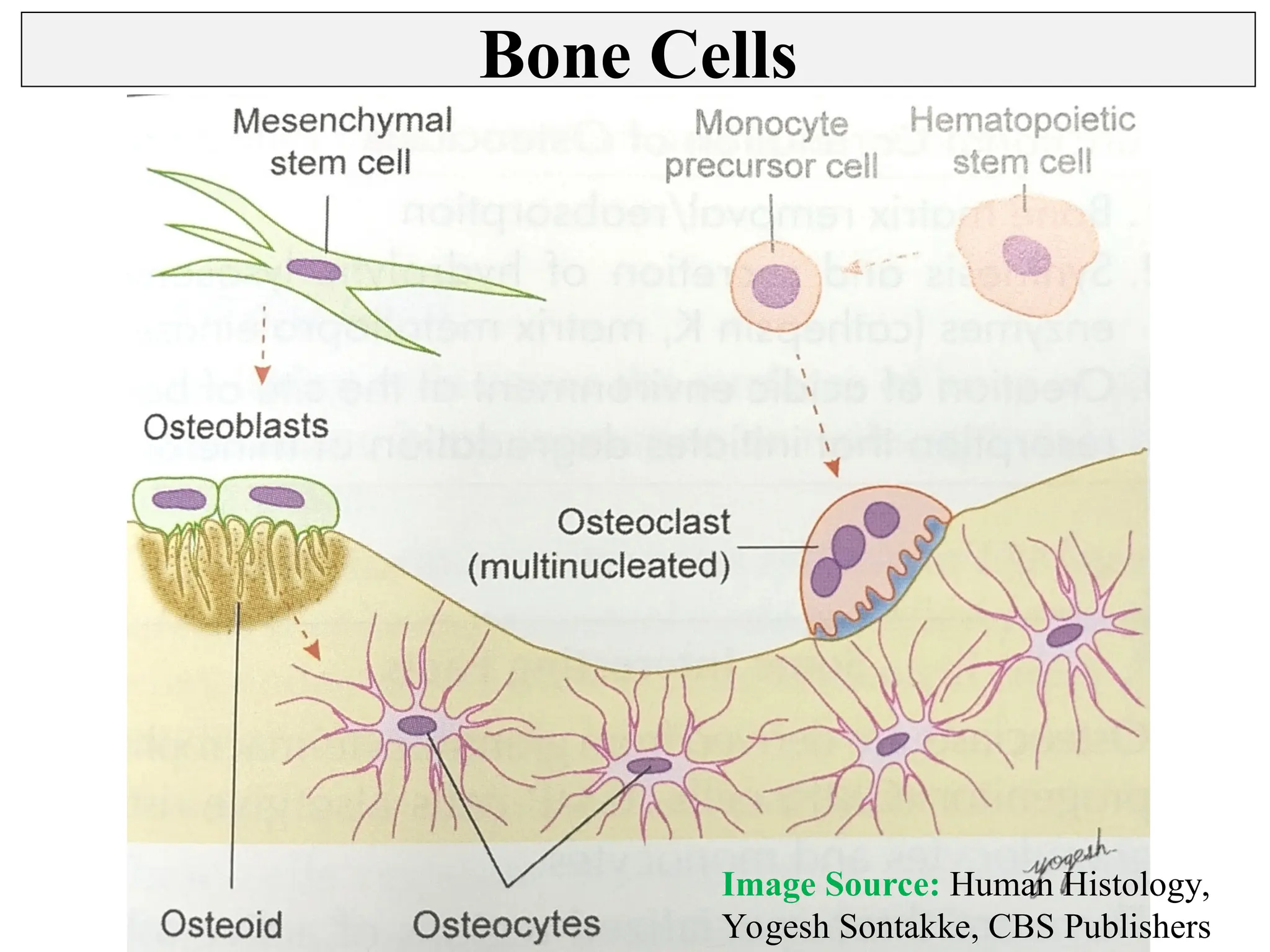 Types Of Bone Tissue Histology
