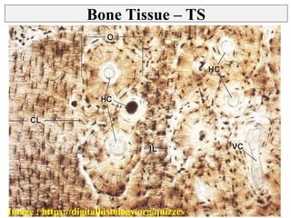 Bone Tissue - Histology Slides - Identification & Types | PPT