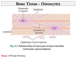 Bone Tissue - Histology Slides - Identification & Types | PPT