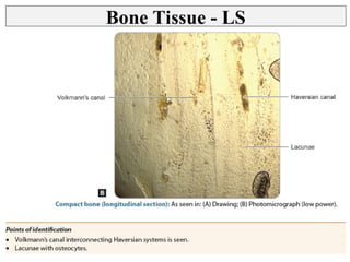 Bone Tissue - Histology Slides - Identification & Types | PPT