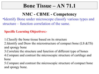 Bone Tissue - Histology Slides - Identification & Types | PPT
