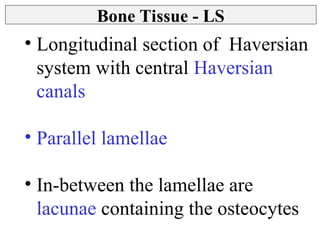 Bone Tissue - Histology Slides - Identification & Types | PPT