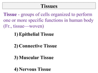 Bone Tissue - Histology Slides - Identification & Types | PPT