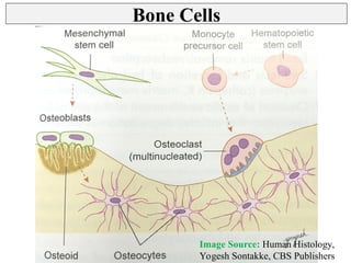 Bone Tissue - Histology Slides - Identification & Types | PPT