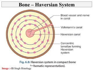 Bone Tissue - Histology Slides - Identification & Types | PPT