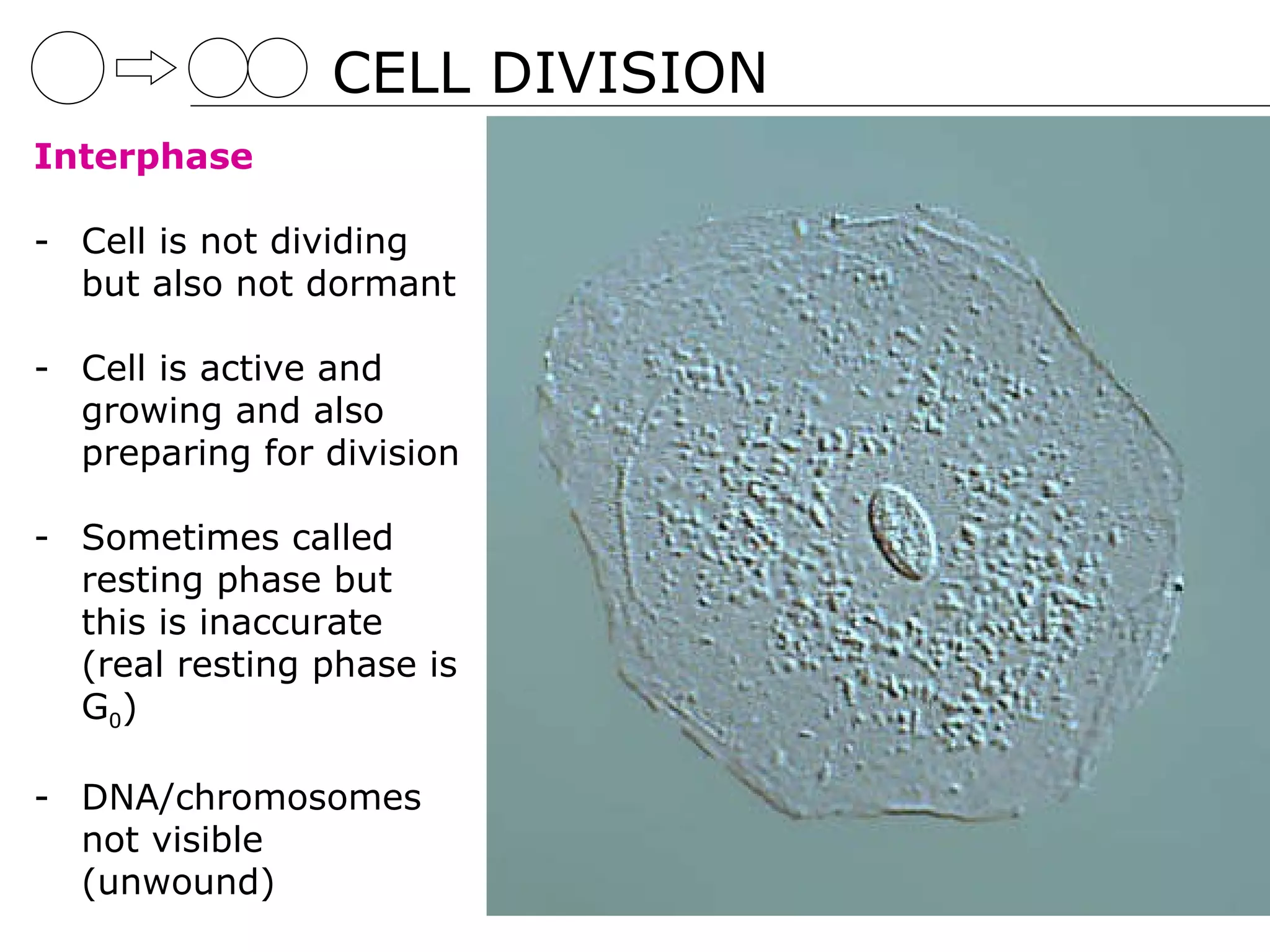 05 cell division | PPT