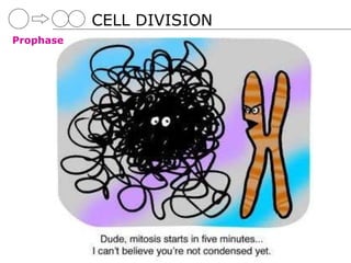 Cell Division Cartoon