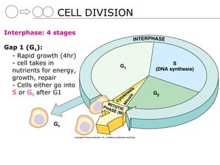 05 cell division | PPT