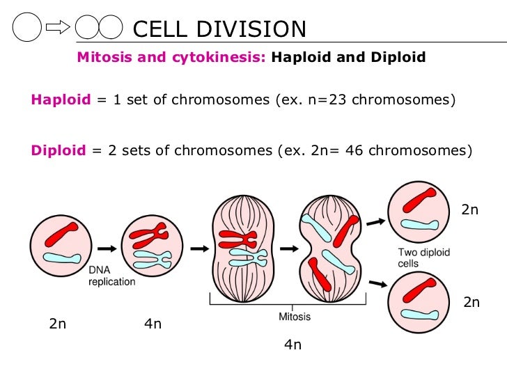 05 cell division