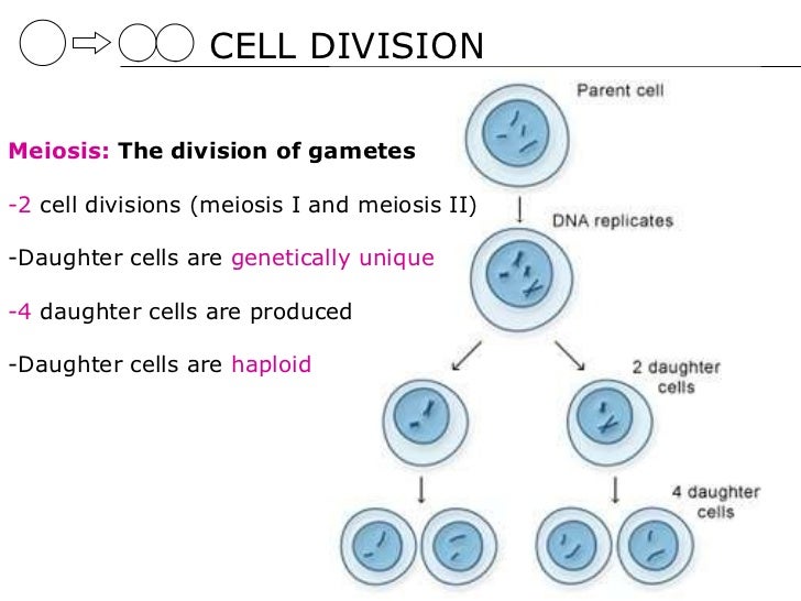 05 cell division