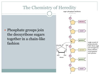 06 cell growth and reproduction | PPTX