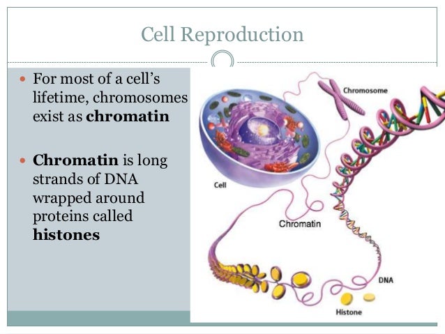 Cell Reproduction