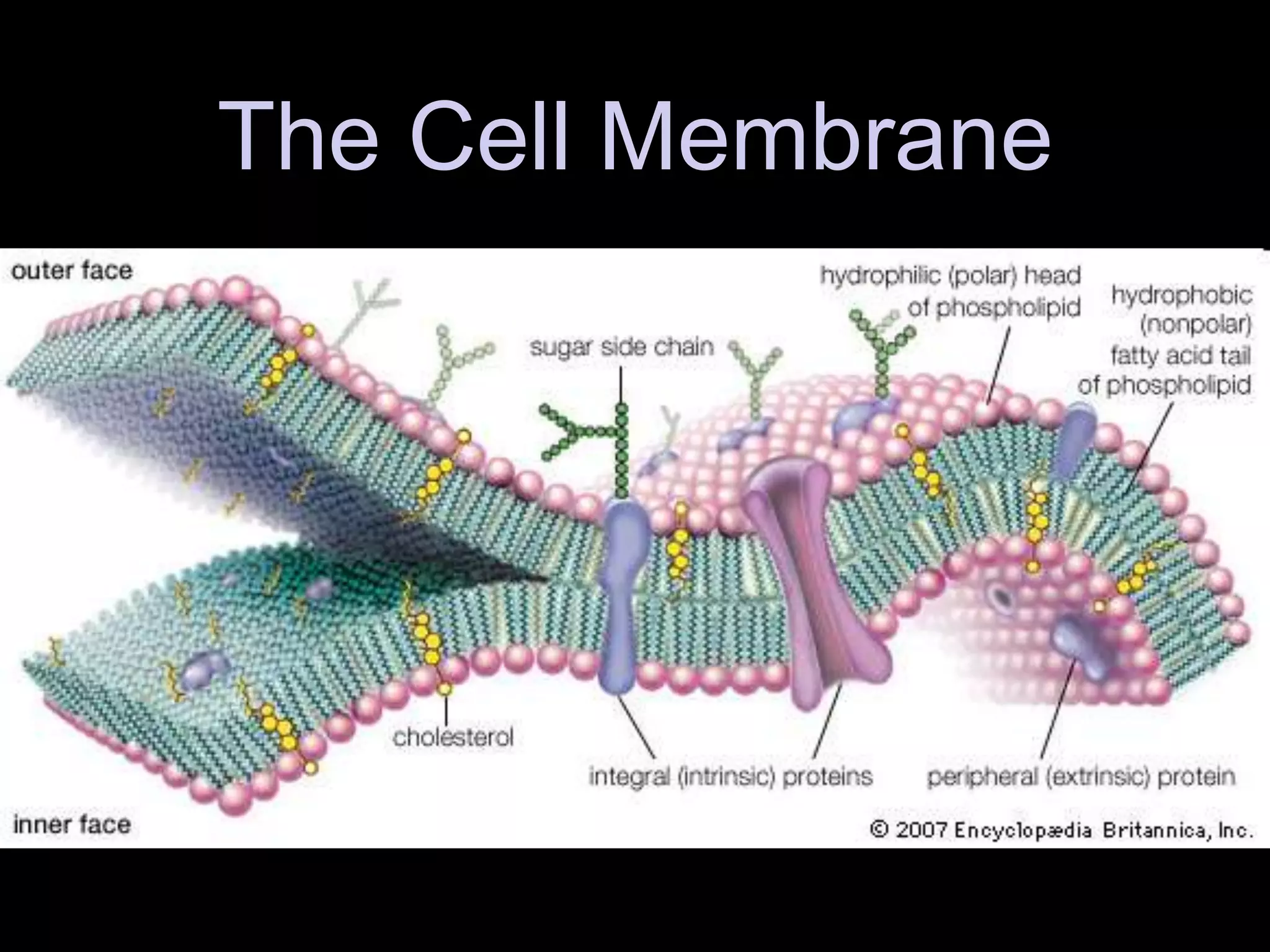 05 cell membrane (slides) | PPTX | Diabetes | Diseases and Conditions