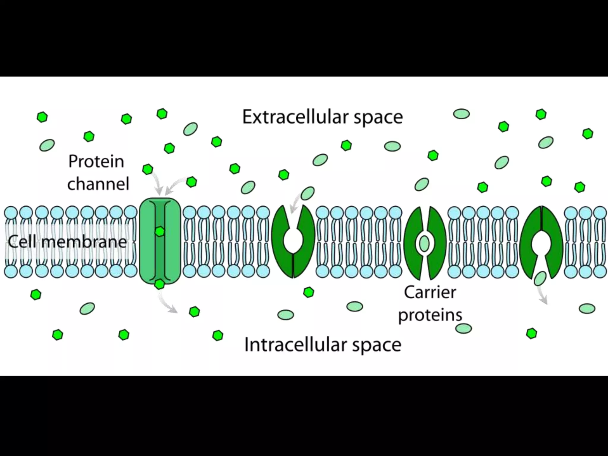 05 cell membrane (slides) | PPTX | Diabetes | Diseases and Conditions