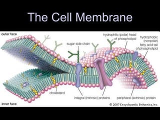 05 cell membrane (slides) | PPTX | Diabetes | Diseases and Conditions