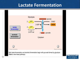 05_Cell_Respiration_Fermentation_Anaerobic_and_More.pptx