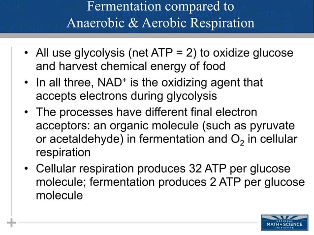 05_Cell_Respiration_Fermentation_Anaerobic_and_More.pptx