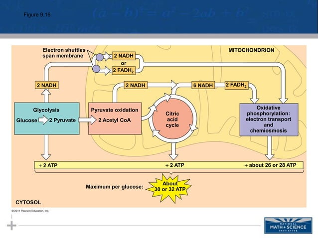 05_Cell_Respiration_Fermentation_Anaerobic_and_More.pptx