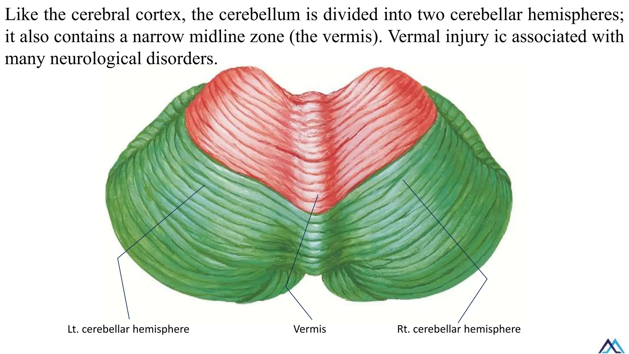 Cerebellum / Cerebellum / Cerebellum.pdf