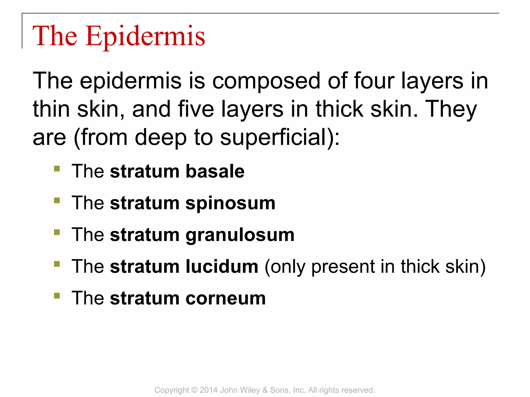 05 [chapter 5 the integumentary system] | PPT
