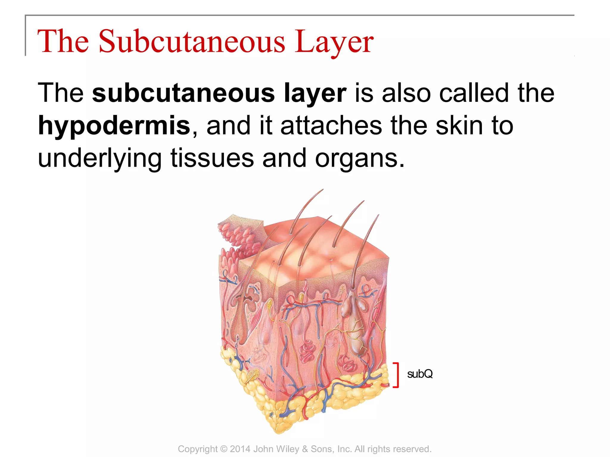 05 [chapter 5 the integumentary system] | PPT
