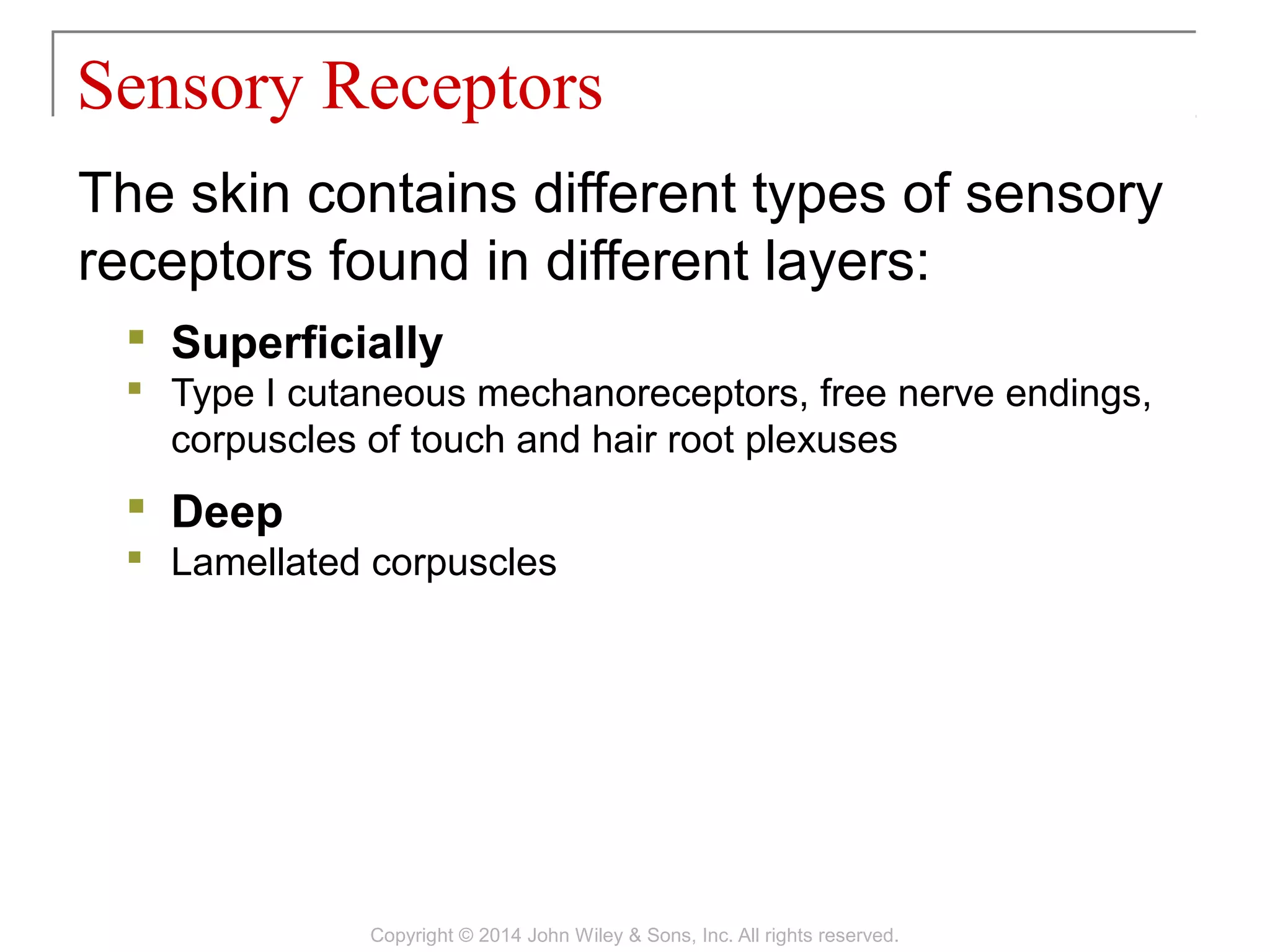 05 [chapter 5 the integumentary system] | PPT