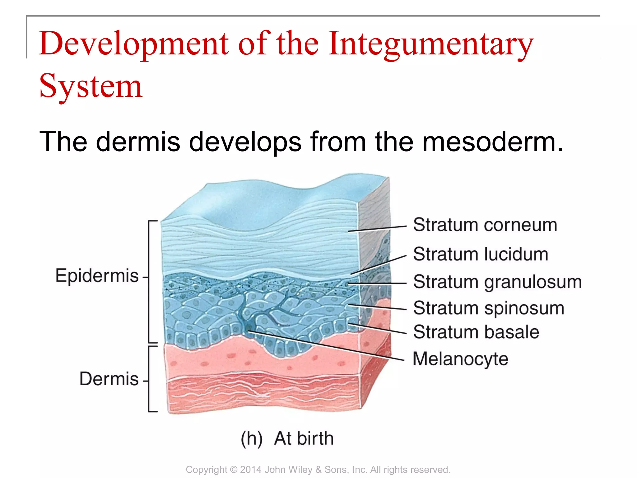 05 [chapter 5 the integumentary system] | PPT