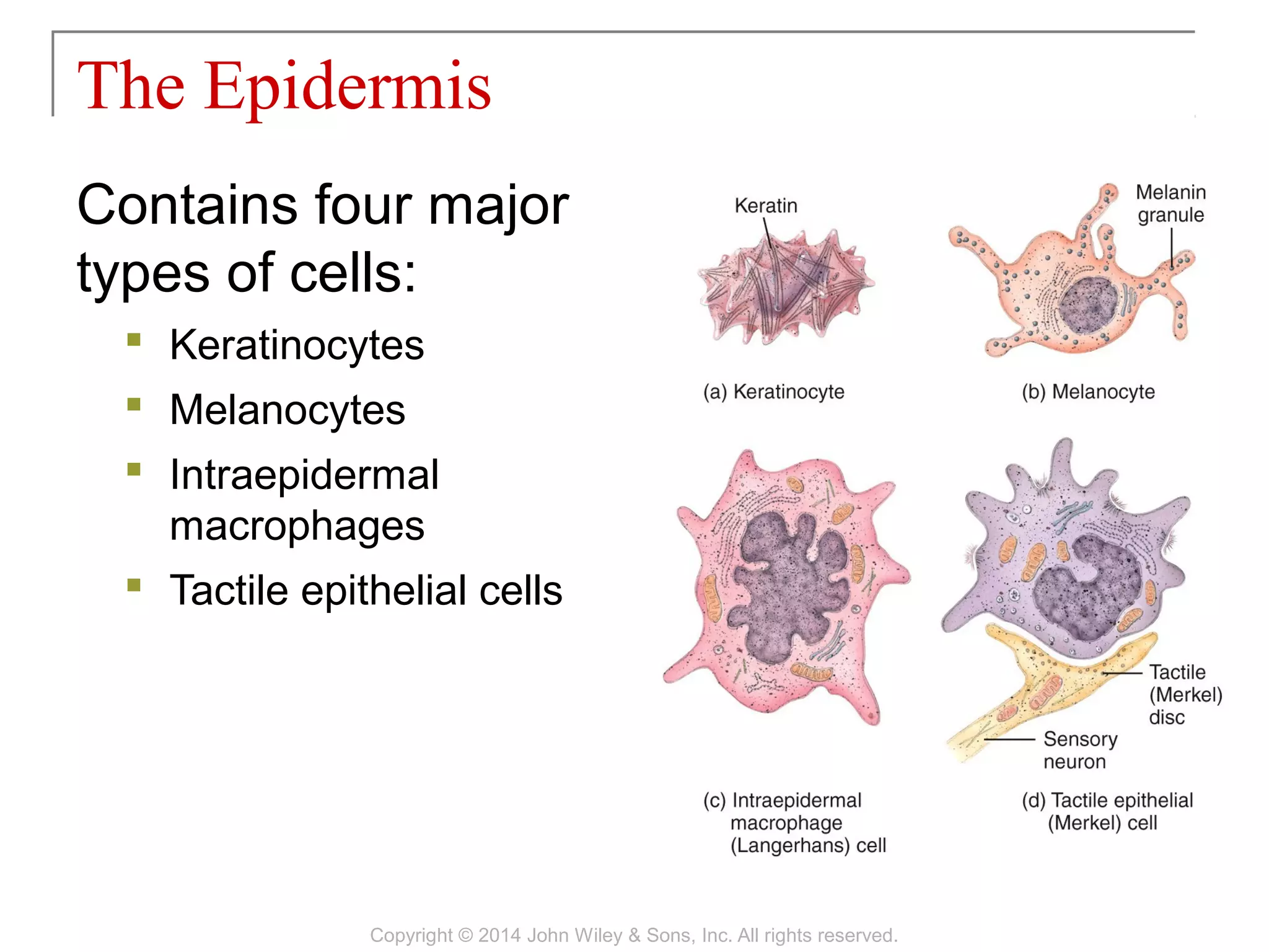 05 [chapter 5 the integumentary system] | PPT