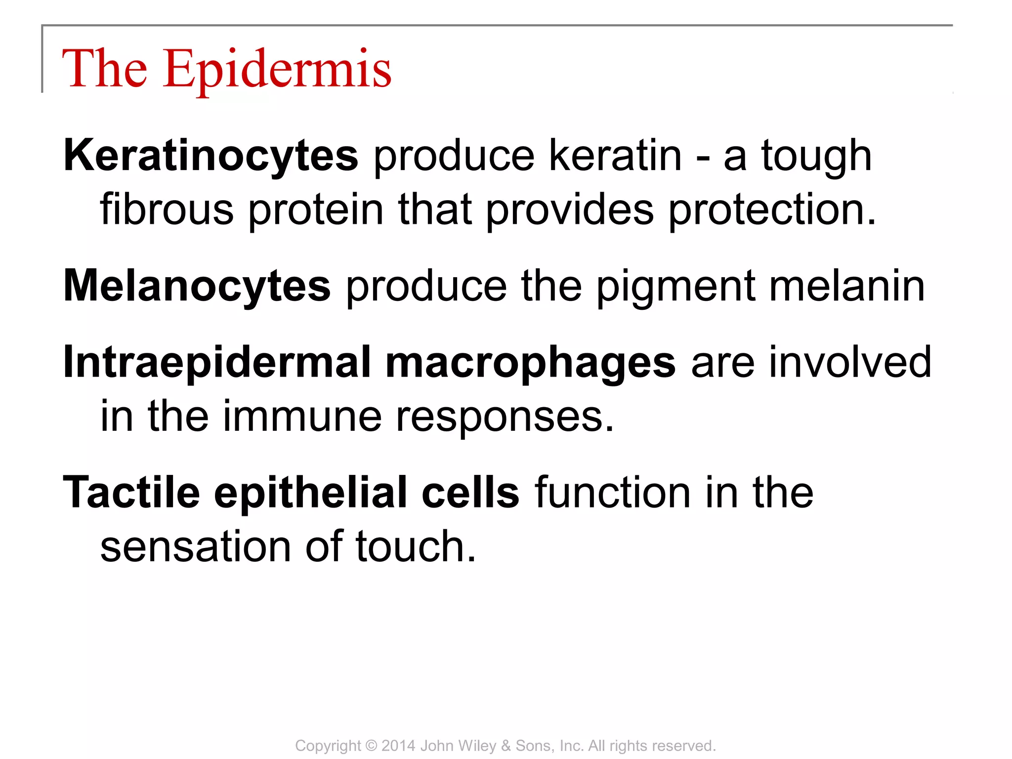 05 [chapter 5 the integumentary system] | PPT