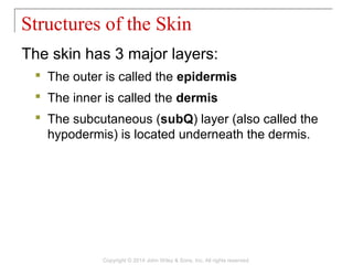 05 [chapter 5 the integumentary system] | PPT
