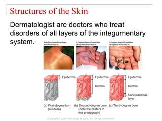 05 [chapter 5 the integumentary system] | PPT