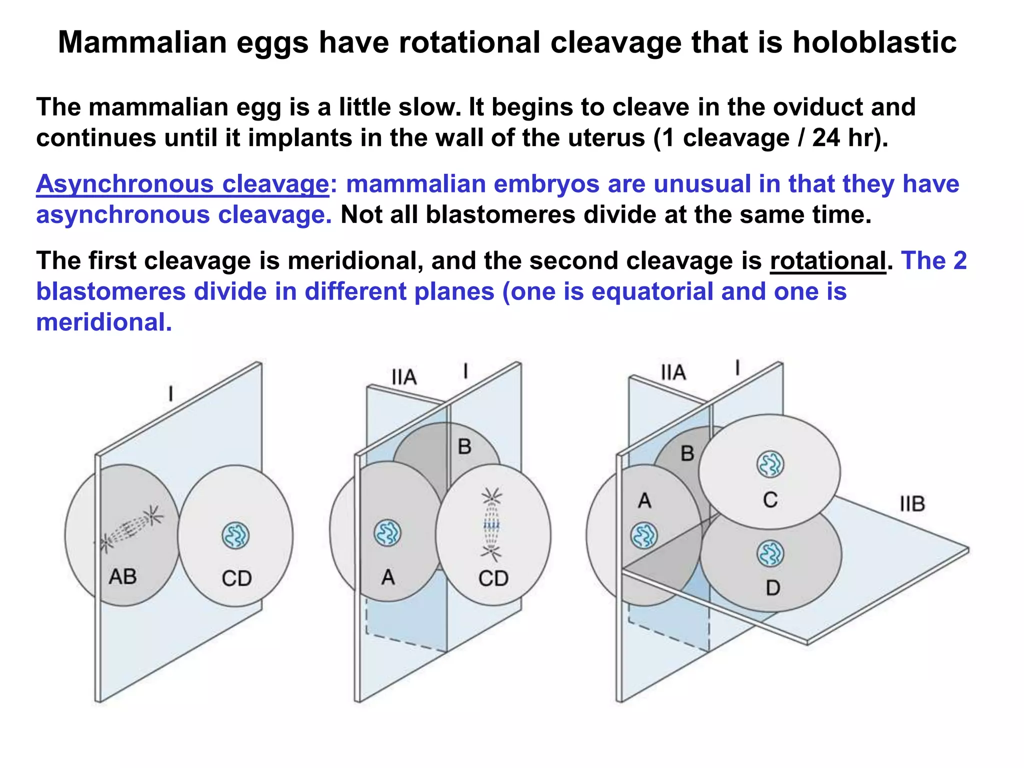 Cleavage | PPT