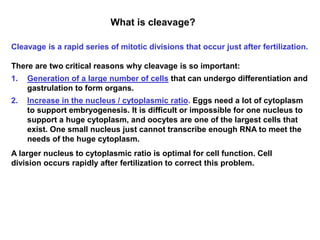 Cleavage | PPT