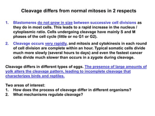 Cleavage | PPT