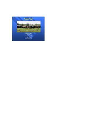 Cliff Lamb - Estrus Synchronization Protocols for Cows | PDF