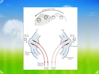 05c posture and balance | PDF