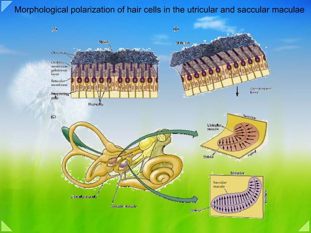 05c posture and balance | PDF