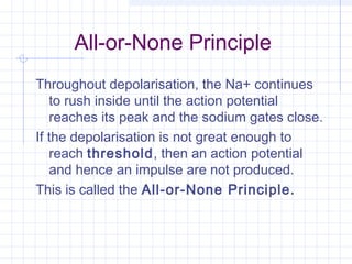 05d neurones & the action potential | PPT | Chemistry | Science