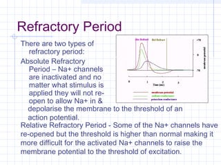 05d neurones & the action potential | PPT