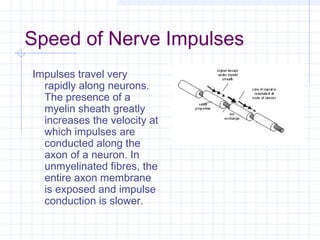05d neurones & the action potential | PPT | Chemistry | Science