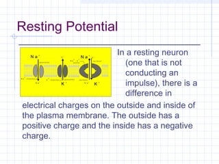 05d neurones & the action potential | PPT | Chemistry | Science