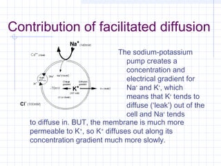 05d neurones & the action potential | PPT