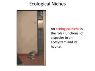 05 ecological niches and cycles | PPTX