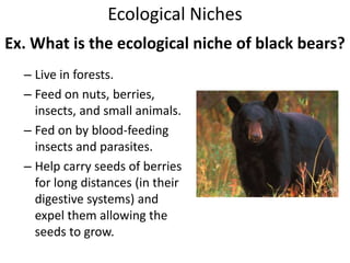 05 ecological niches and cycles | PPTX